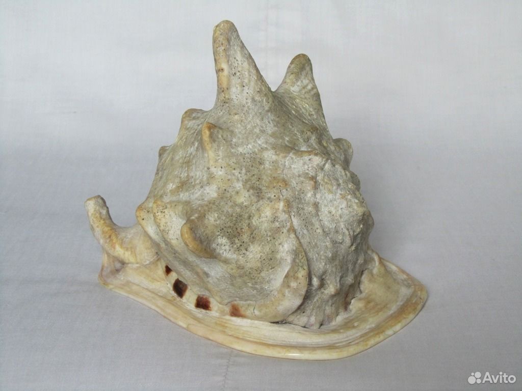 Морская раковина "Кассис корнута" (19.5х18.5)