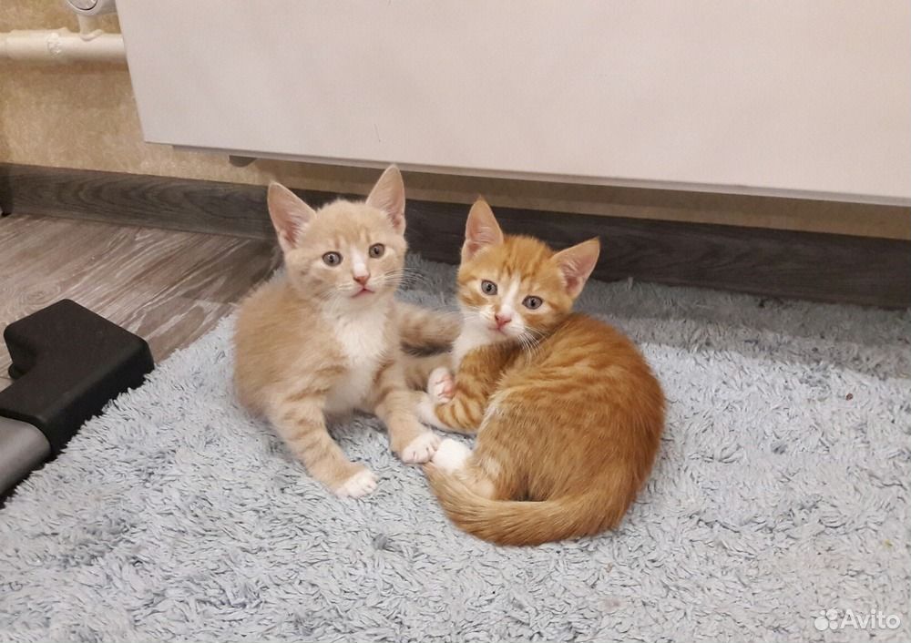 Солнечные котята - плюшевые детки в хорошие руки