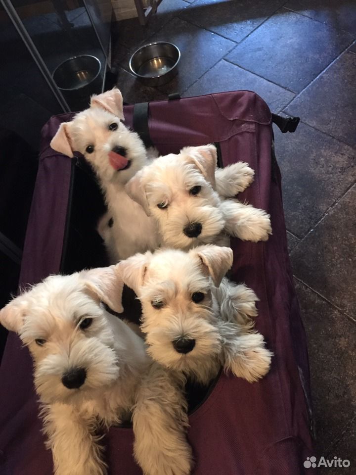 Щенок белого цвергшнауцера, кобель