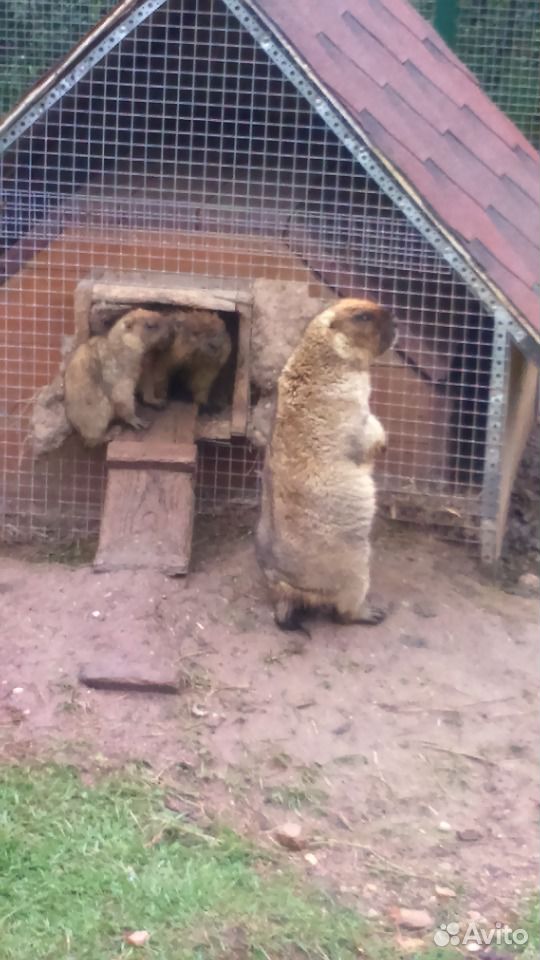 Сурок (байбак)