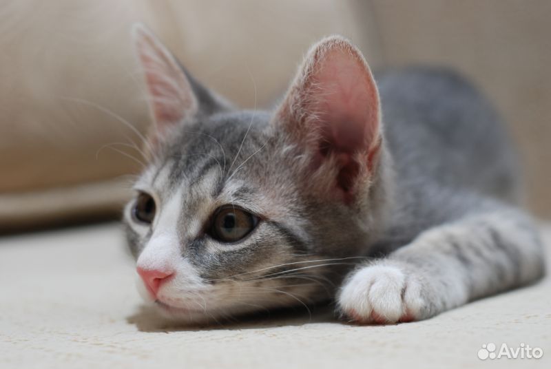 Выбрали фикус, а меня вернули обратно