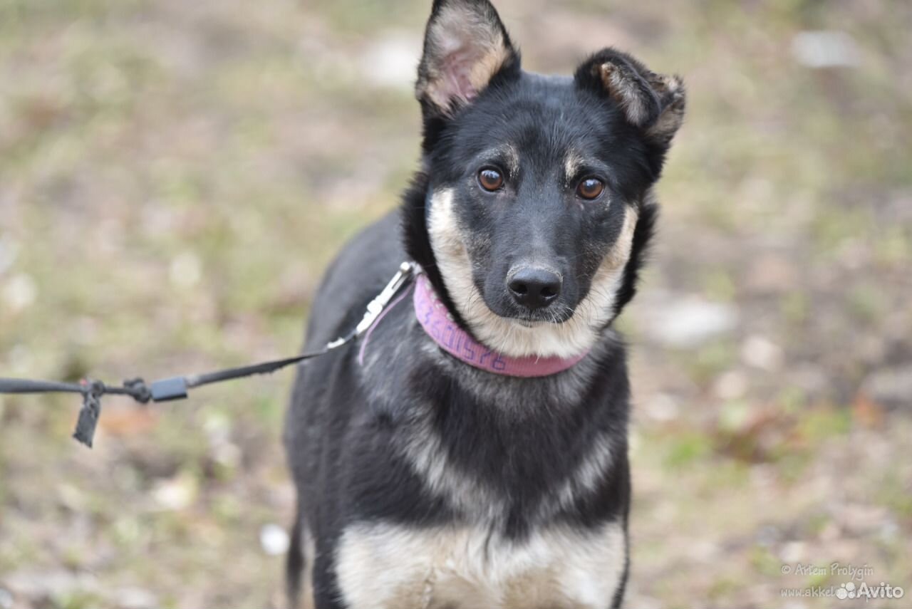 Щенок ласковая умница, выгул на отлично