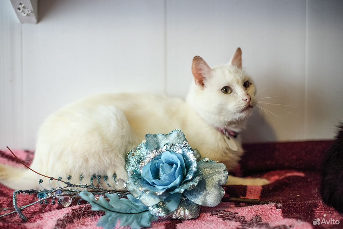 Белоснежная красавица Жюли