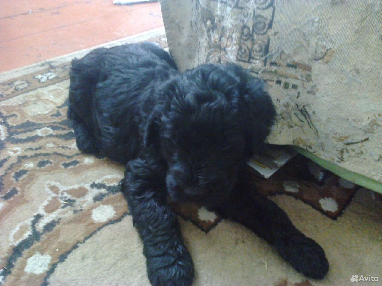 Маленькие ризеншнауцеры