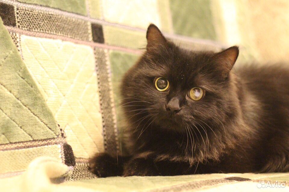 Плюшевая Изюмка в добрые руки