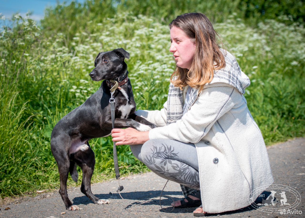 Черныш небольшая собака в дар