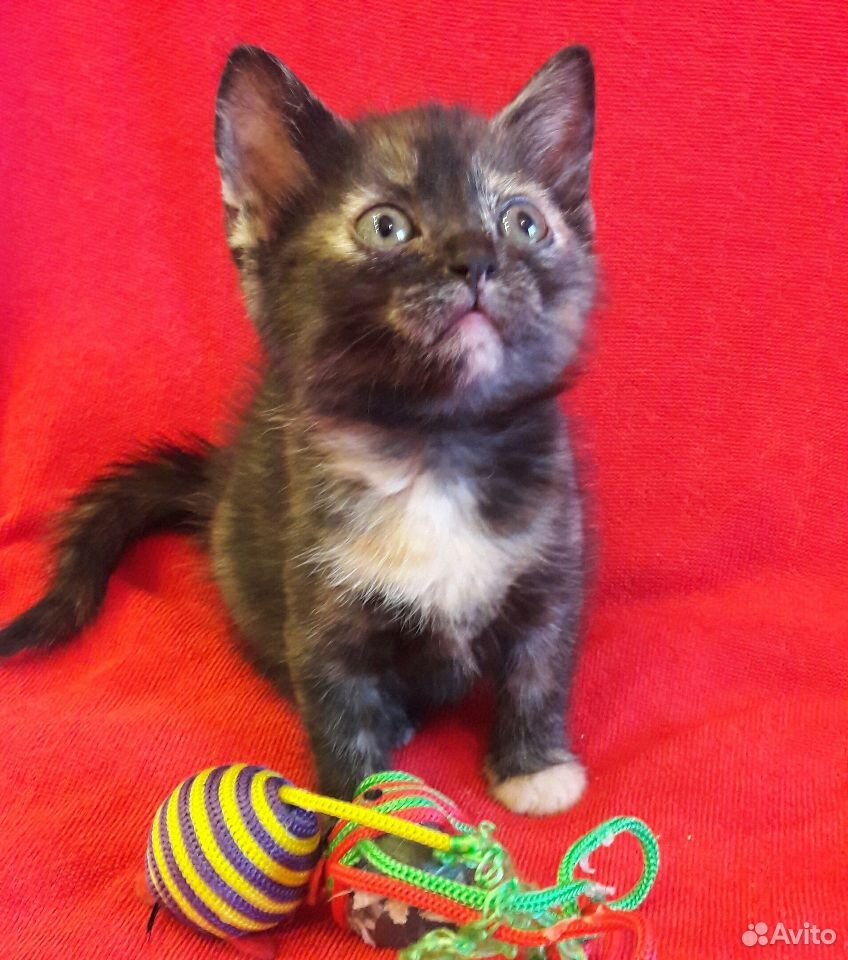 Ищат дом малыши котятки, возраст 1.5 месяца