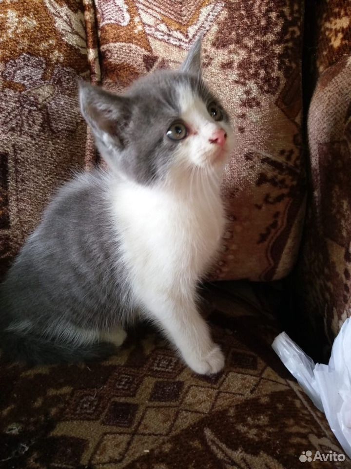 Котята 2 месяца в добрые руки