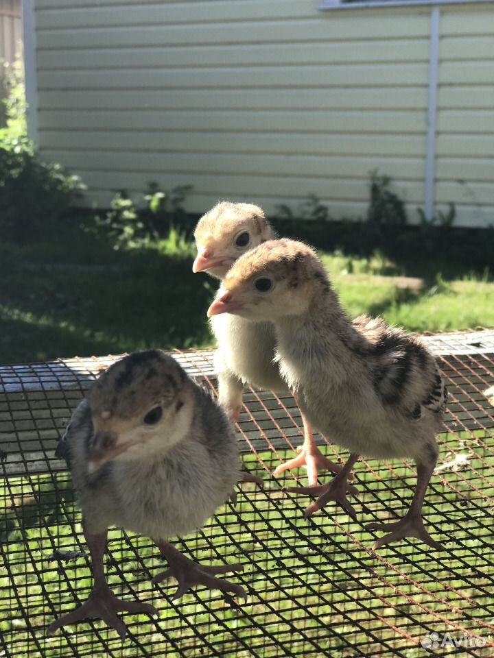 Продаю индюшек,цыплят,пекинские уточки