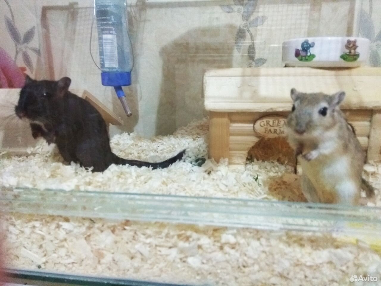 Отдам песчанок