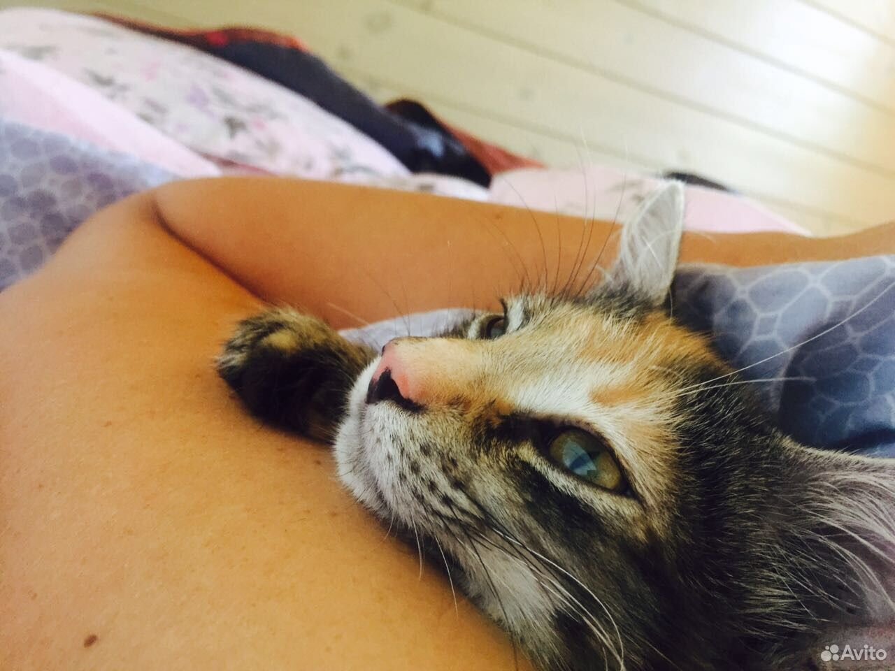 Котятки в хорошие руки