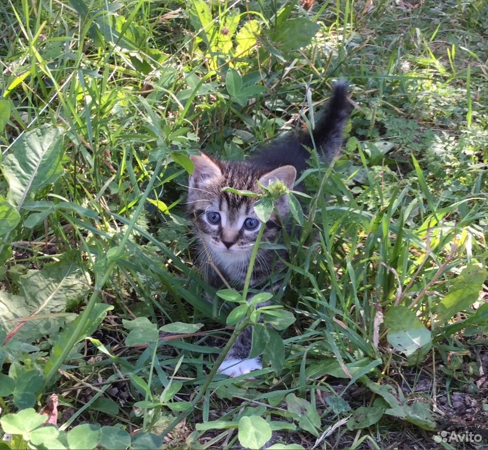 Красивые котята