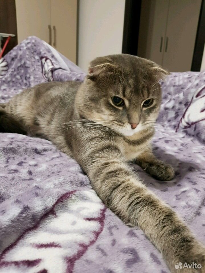 Вислоухий любимец