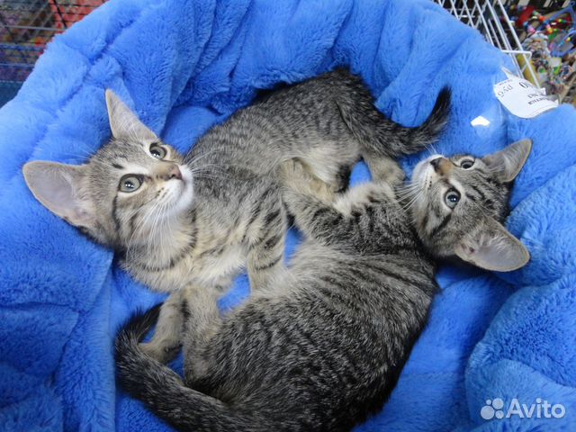 Тайские котята метисы