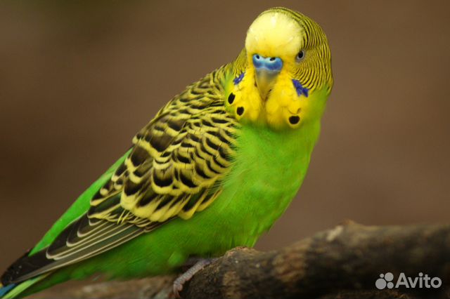 Попугаи разные оптом