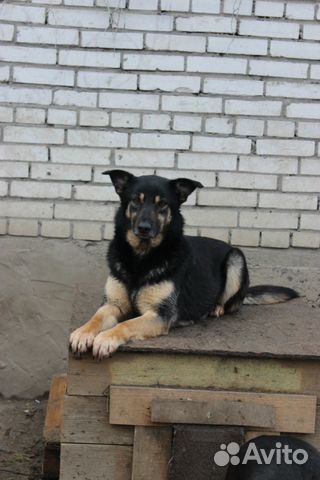 Славный застенчивый Бармалейка ищет дом