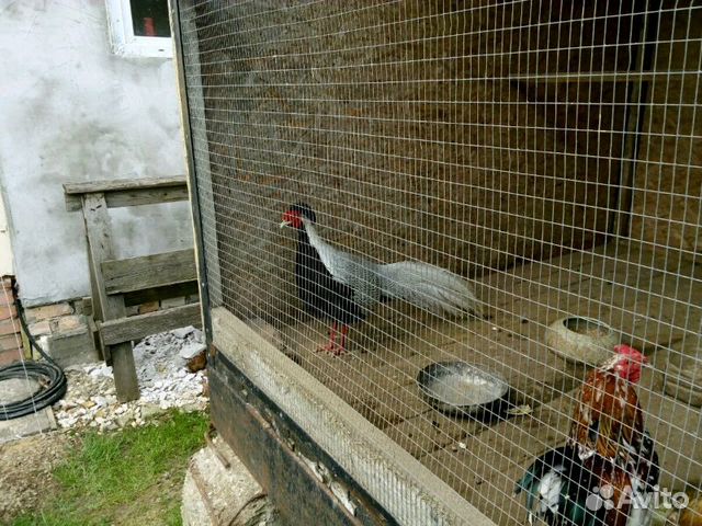 Фазан серебрянный петух породы русский лохманогий