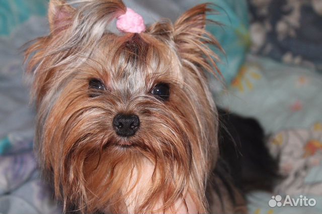 Вязка вес 1600 мини.развязан.йоркширский терьер