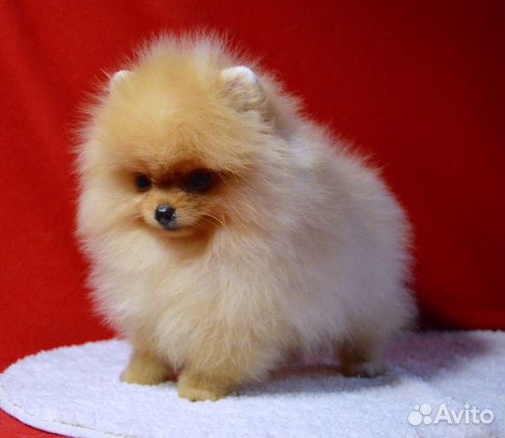 Померанский шпиц оранжевый мини-очаровашка