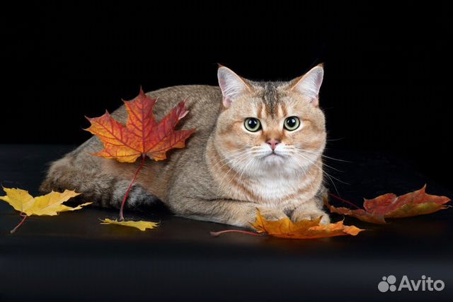 Молодой кот