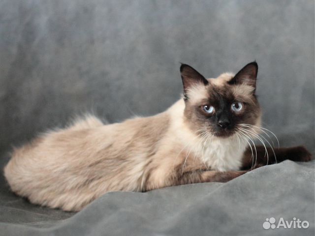 Красивый Невский Маскарадный котик