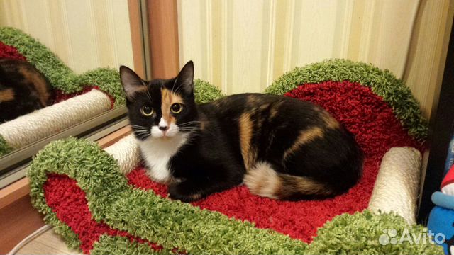 Кошечки 8 месяцев