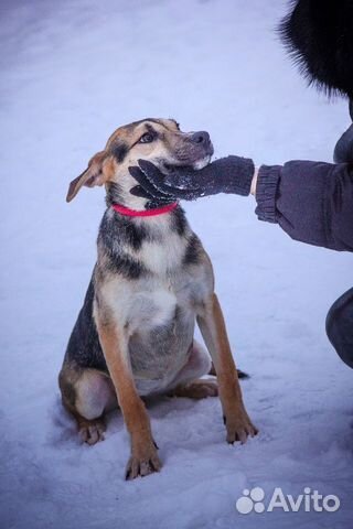 Джесси щенок 5 месяцев