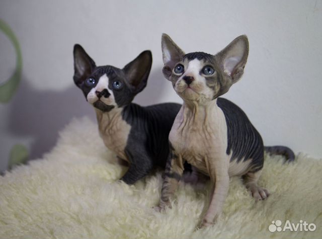 Которебёнок ищет любящих родителей )