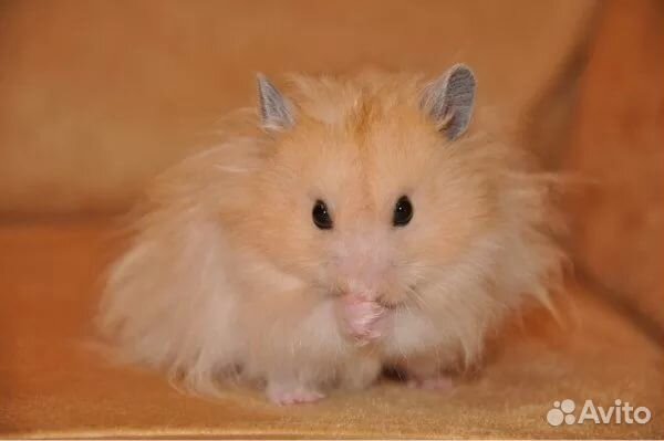 Продаю Ангорских хомячат