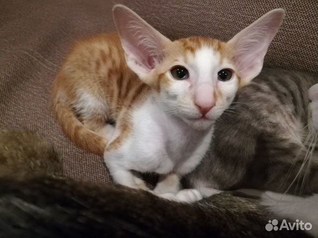 Котенок Пипс резерв