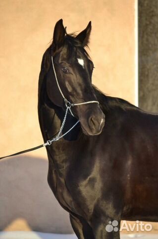 Продам кобылу рвп