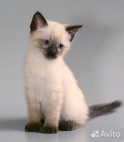 Тайские котята