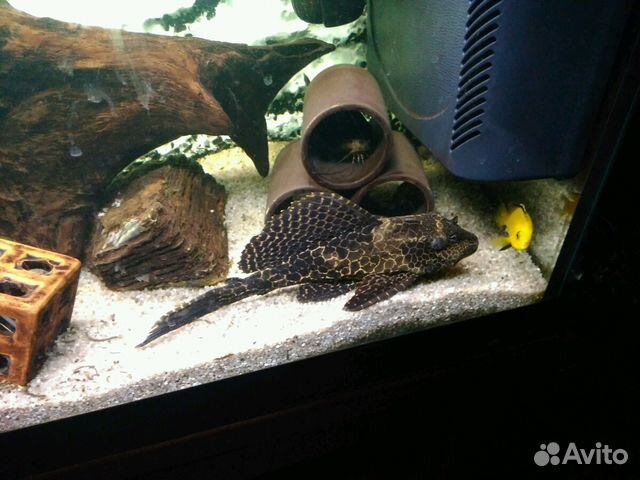 Сом парчовый 20см