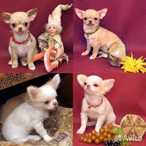 Девчишки красотулечки-крохотулечки