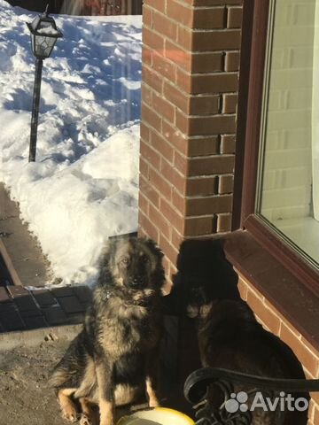 В добрые руки