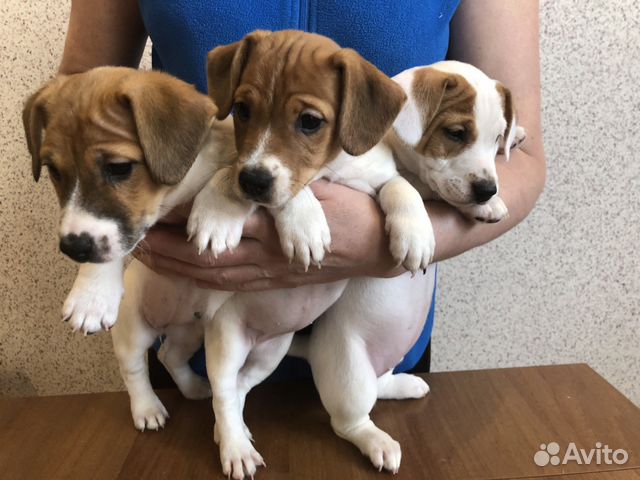 Джек рассел терьер