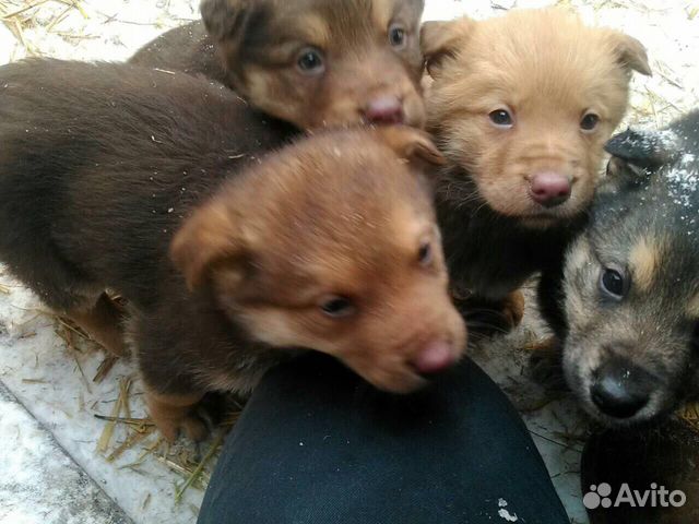 Щенки 1 мес ищут ответственных хозяев