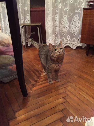 Отдам в хорошие руки