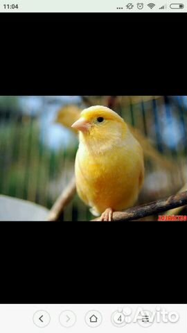 Кенары желтые и краснодеревые