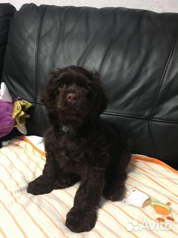 Кокер-спаниель американский (щенок)