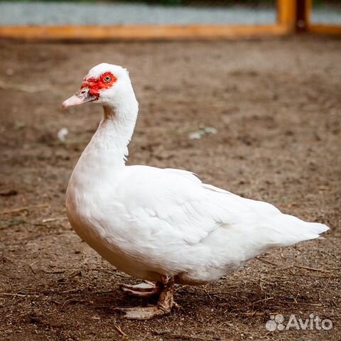 Взрослая пара индоуток