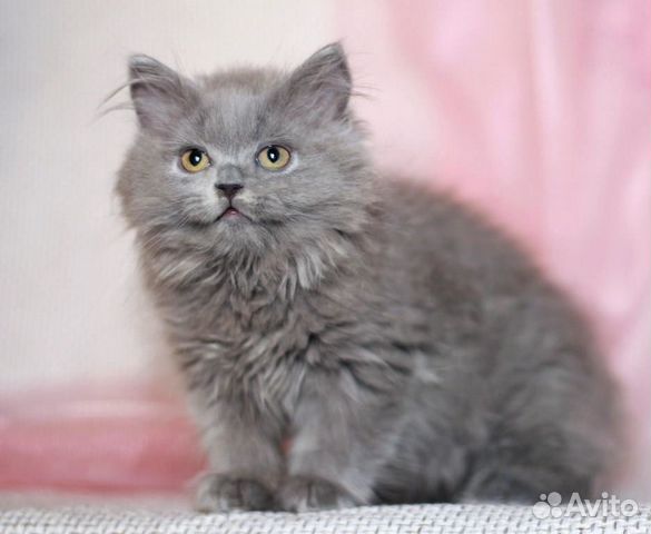 Голубой длинношерстный котик