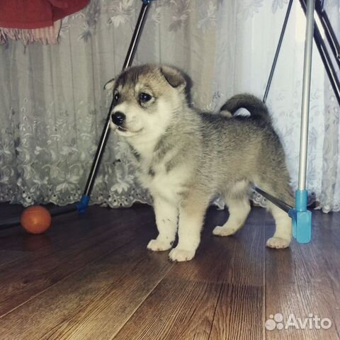 Щенки Западно Сибирской Лайки. Продажа