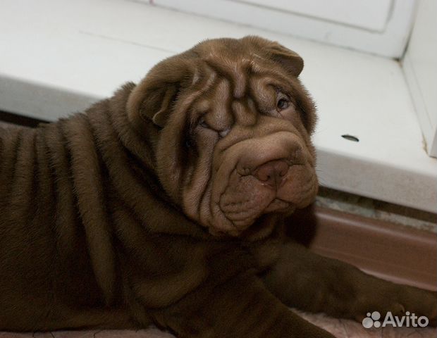 Милейший шоколадный мальчишечка- шарпейчик