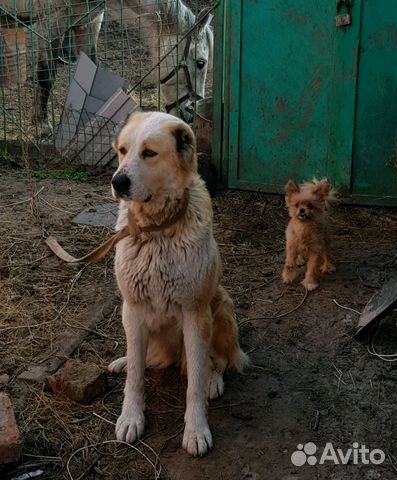 Сао найдена сука