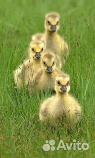 Гусята,Муларды, бройлер