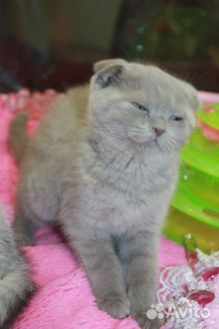 Голубая вислоухая- Муля