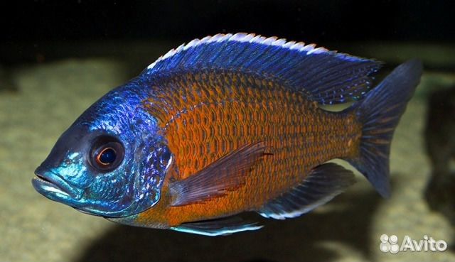 Каданго красный