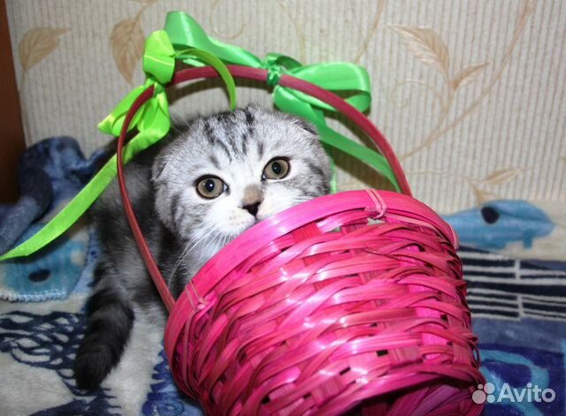 Шотландские непоседы