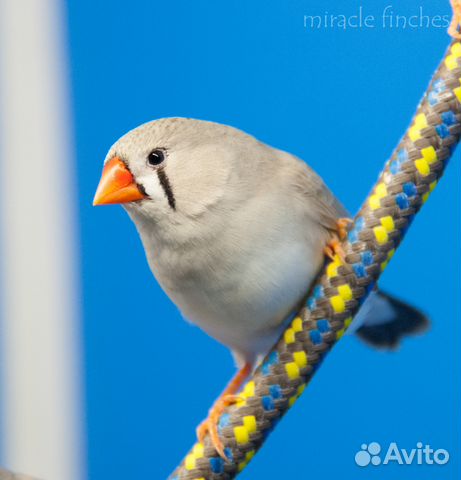 Зебровая амадина самка лайтбэк